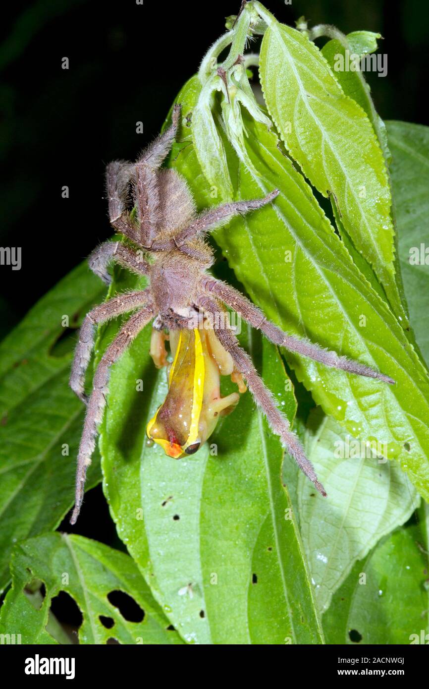 Wandering spider eating a frog. Wandering spider (Phoneutria fera ...