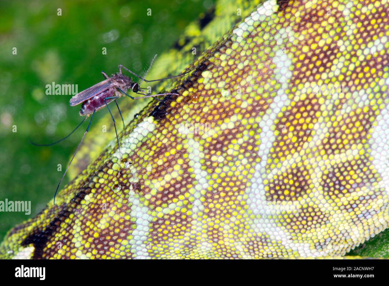 Mosquito feeding on a lizard (Enyalioides microlepis). Some species of ...