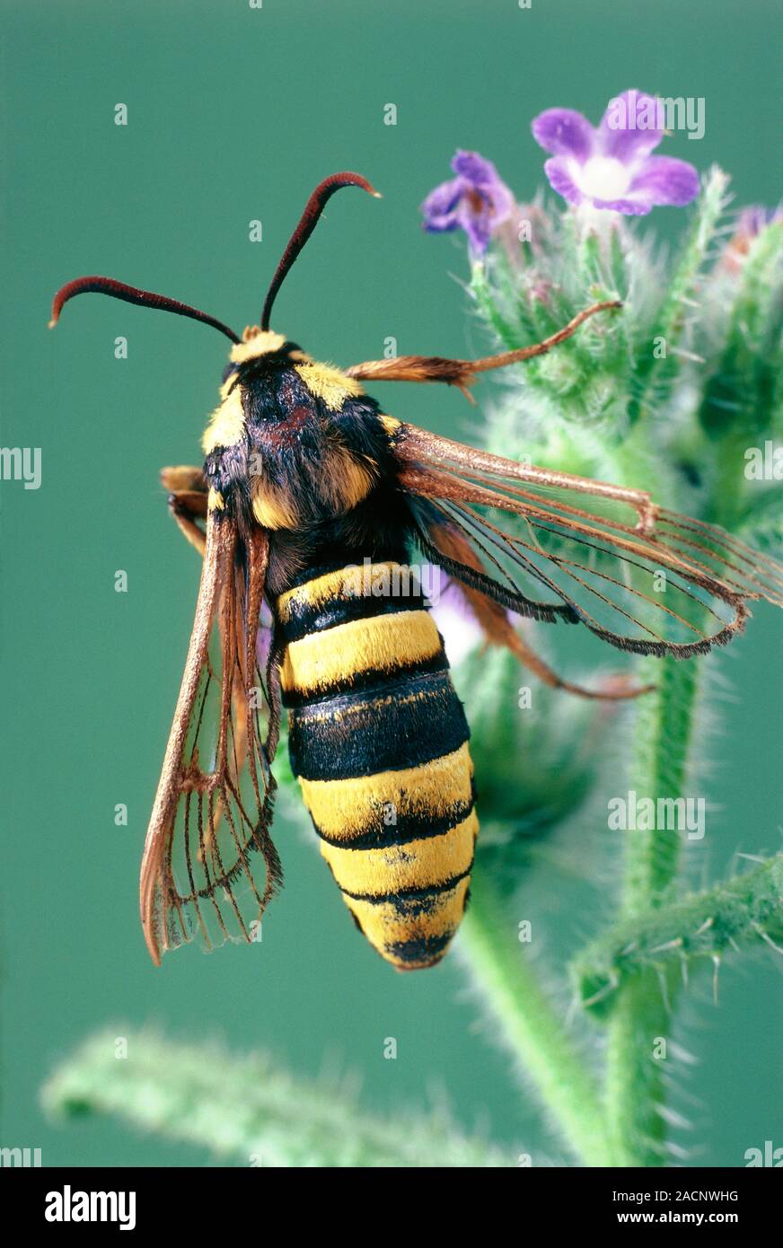 Hornet moth (Sesia apiformis). This moth mimics a hornet to deter ...
