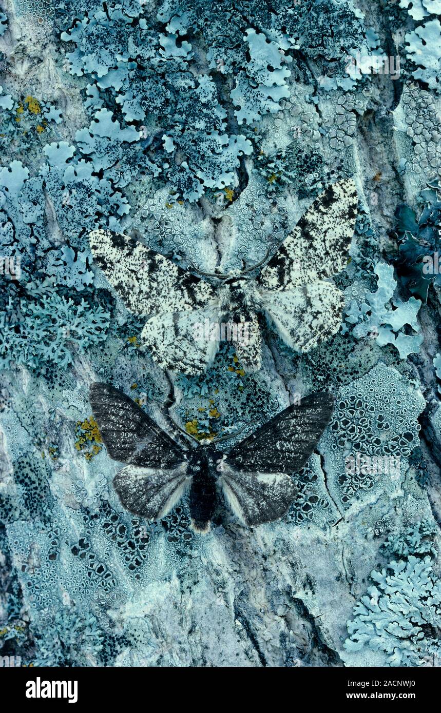 Peppered moths (Biston betularia) on a birch trunk. This moth is common ...