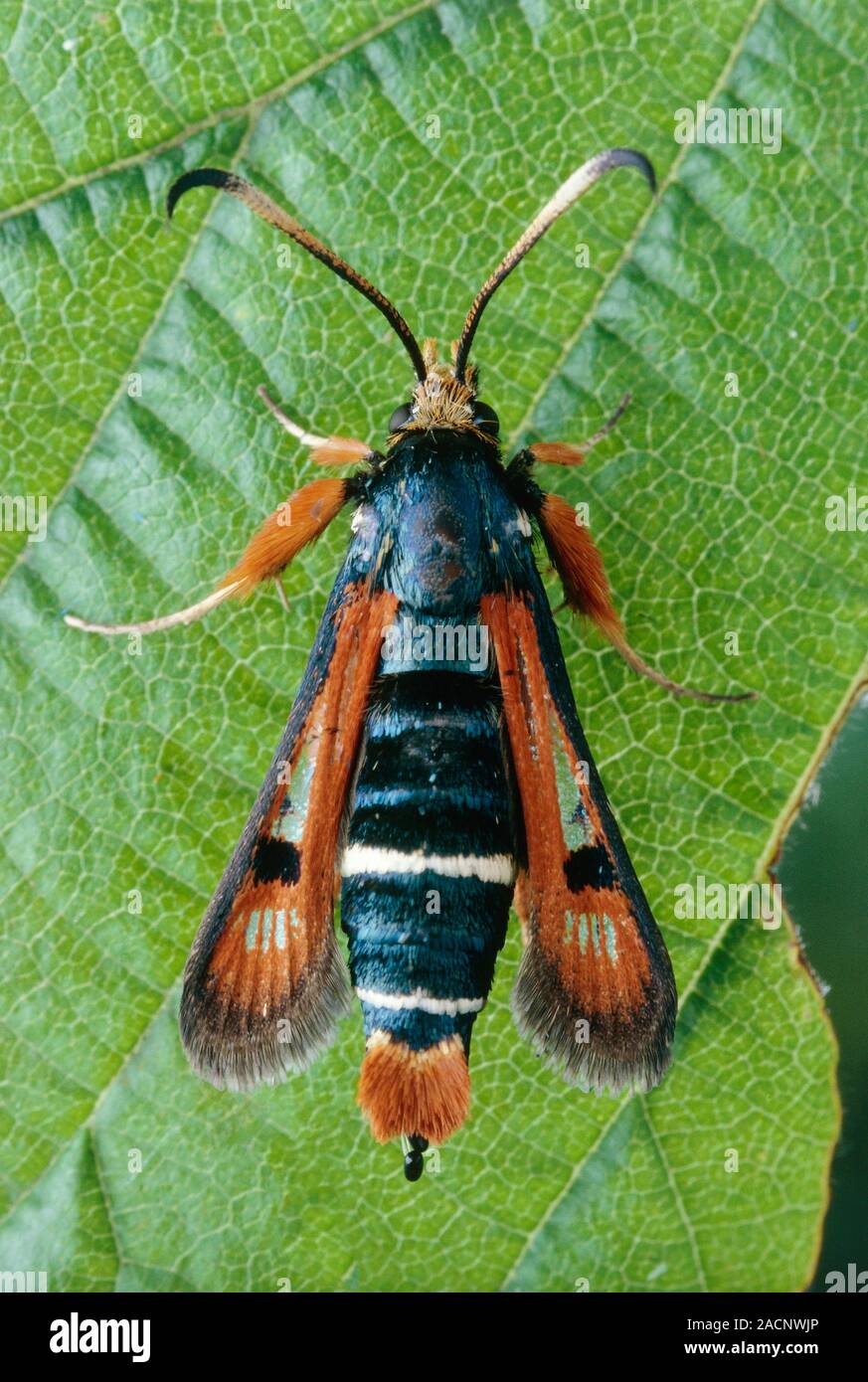 Wasp moth (Sesia sp.). This moth mimics a wasp to deter predators Stock ...