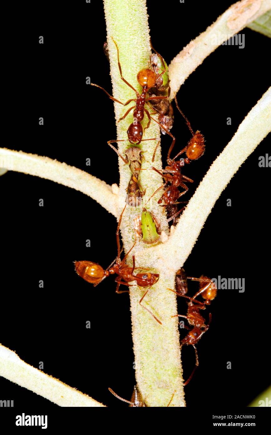 Ants (brown) harvesting treehopper (green) honeydew. Honeydew is a ...