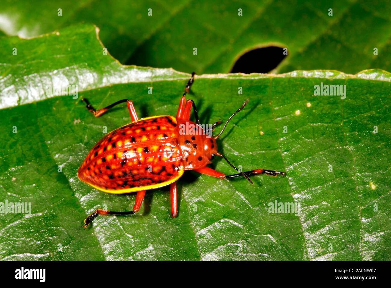 Tropical beetle on a leaf. Photographed in rainforest at an elevation ...