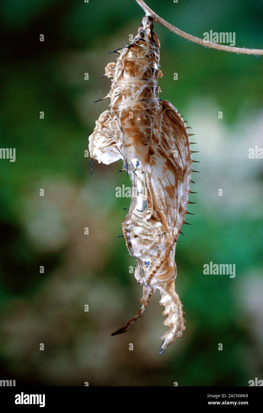 Zebra longwing (Heliconius charitonia) chrysalis. A chrysalis is the ...