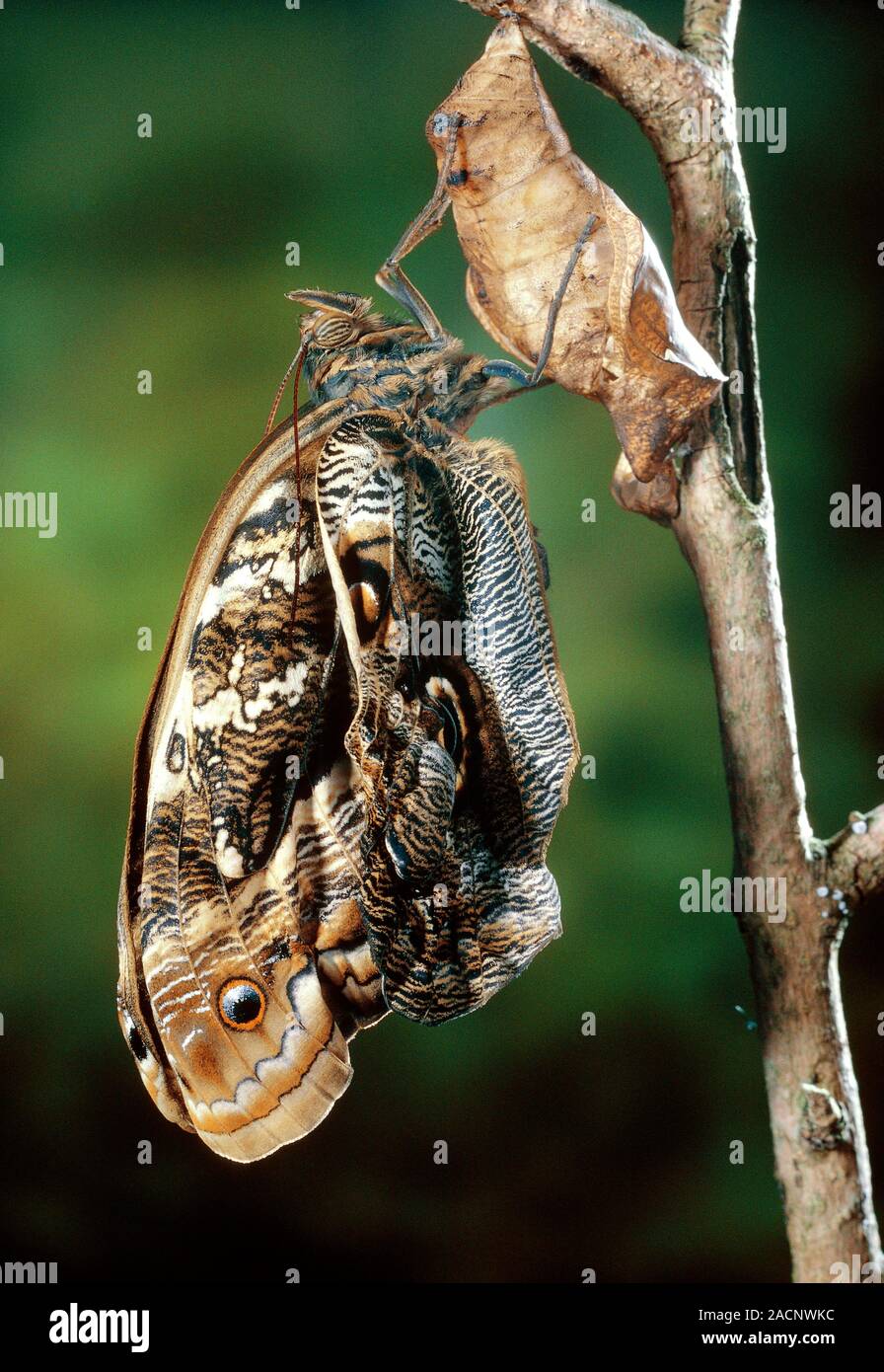 Owl butterfly (Caligo memnon) adult emerging from its cocoon Stock ...
