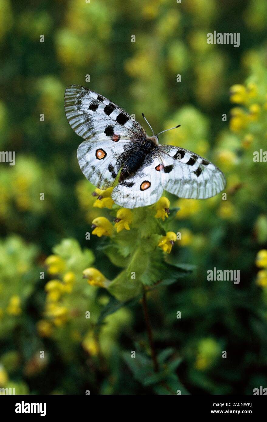 Apollo butterfly (Parnassius apollo). This butterfly is native to the ...