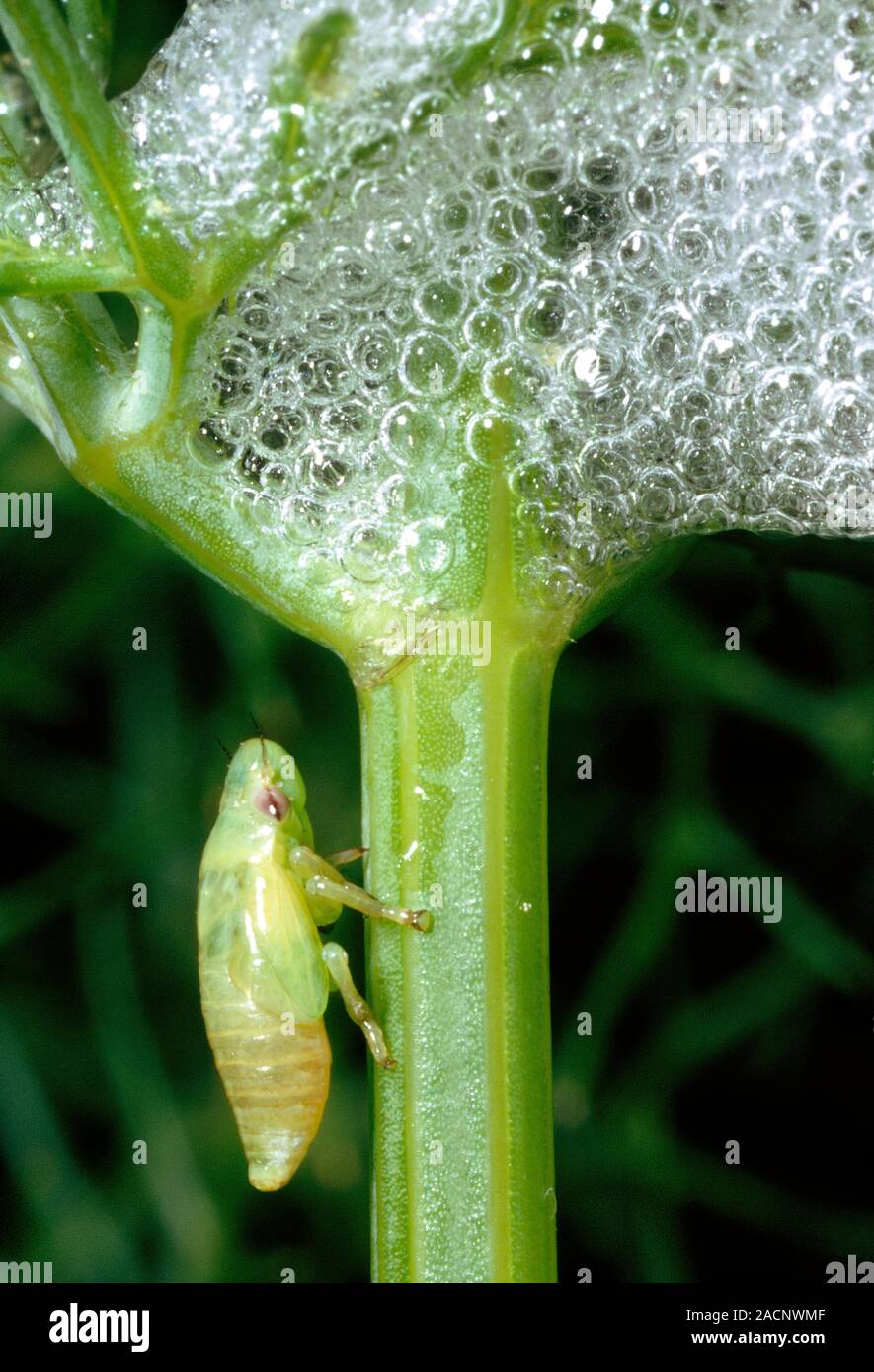 Meadow froghopper (Philaenus spumarius) spittle on a plant. The spittle ...