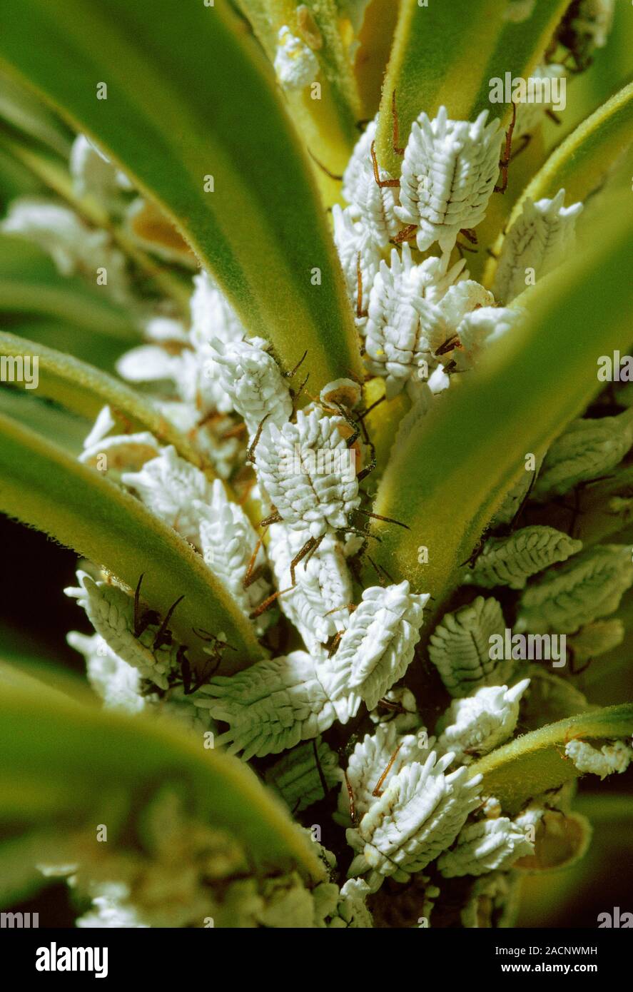 Cochineal insects (Dactylopius coccus) parasitising a Euphorbia sp ...