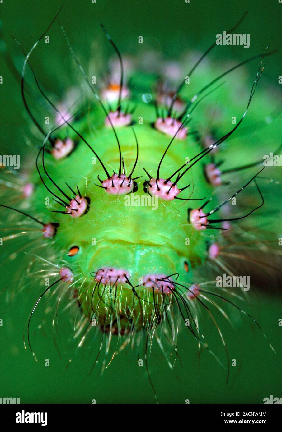 Small emperor moth caterpillar (Saturnia pavonia Stock Photo - Alamy