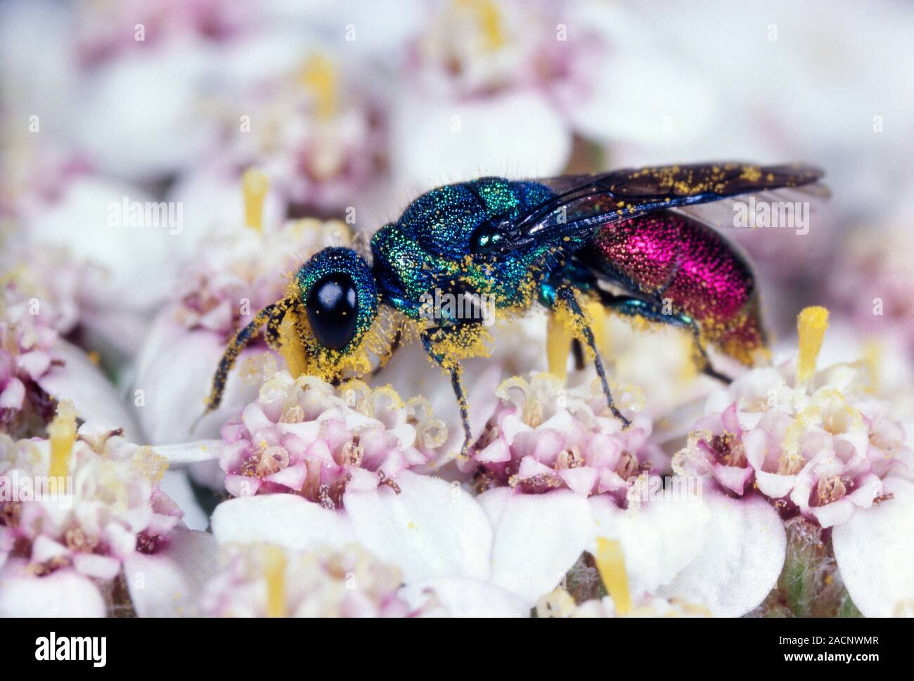 Fire cuckoo wasp (family Chrysididae) on yarrow (Achillea millefolium ...
