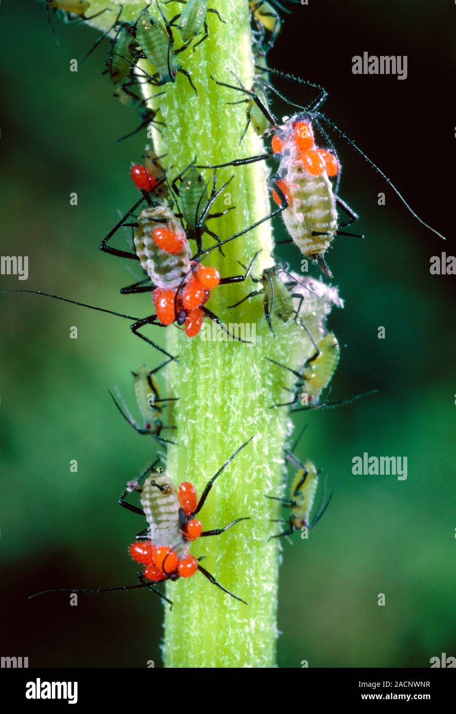 Mites (subclass Acari) parasitising aphids (family Aphidae Stock Photo ...