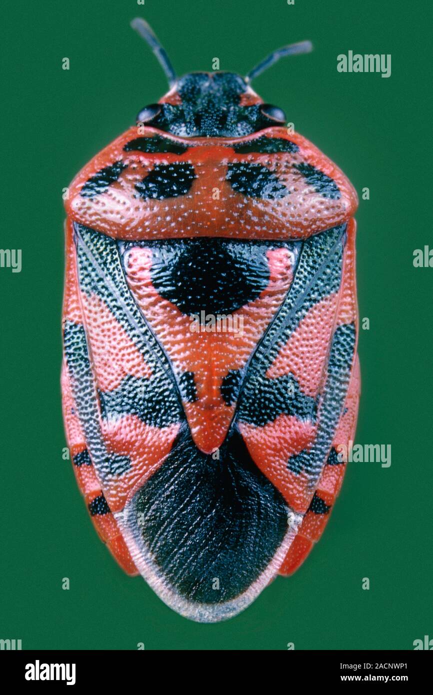 Ornate shield bug (Eurydema ornata Stock Photo - Alamy