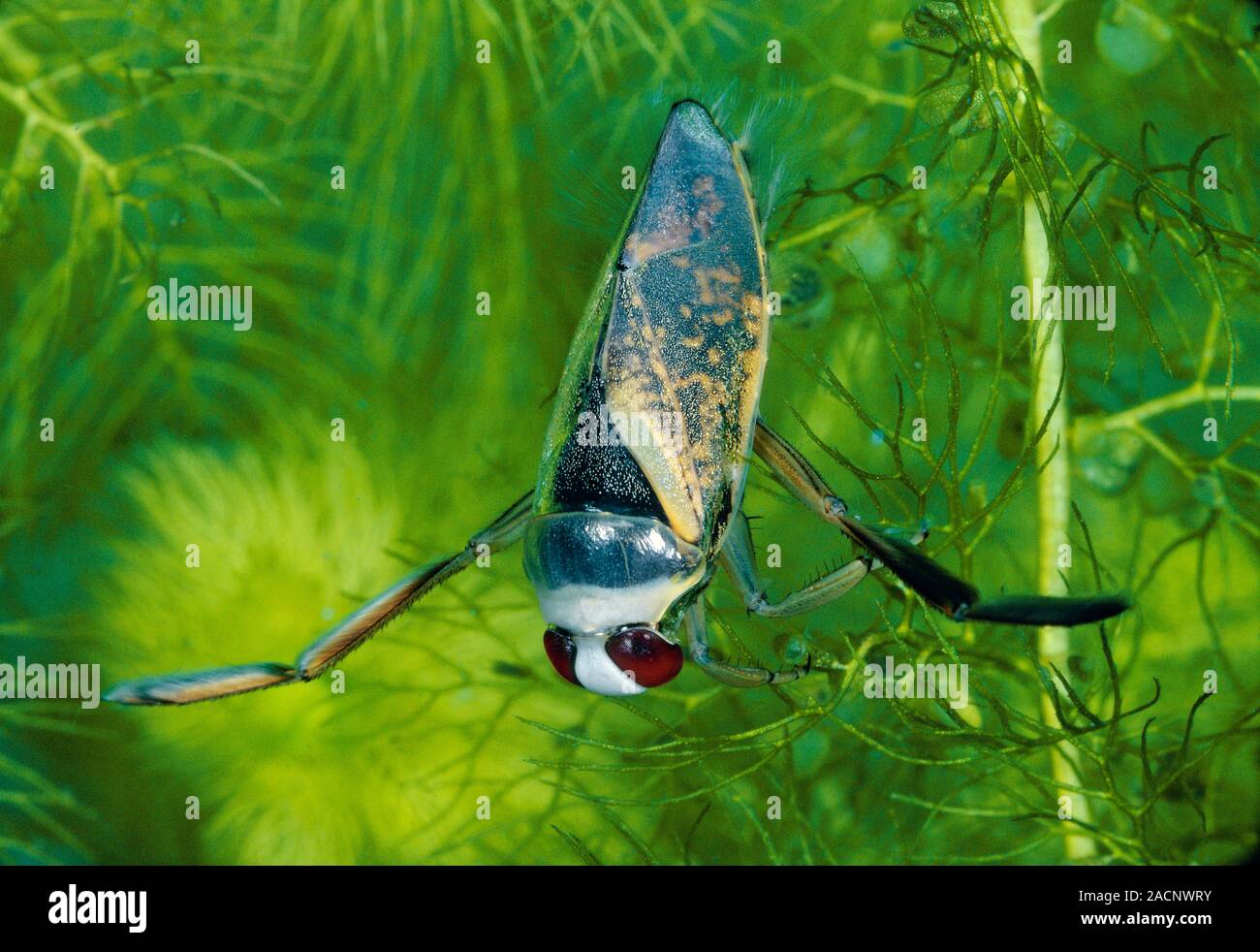 Water boatman (family Notonectidae Stock Photo - Alamy