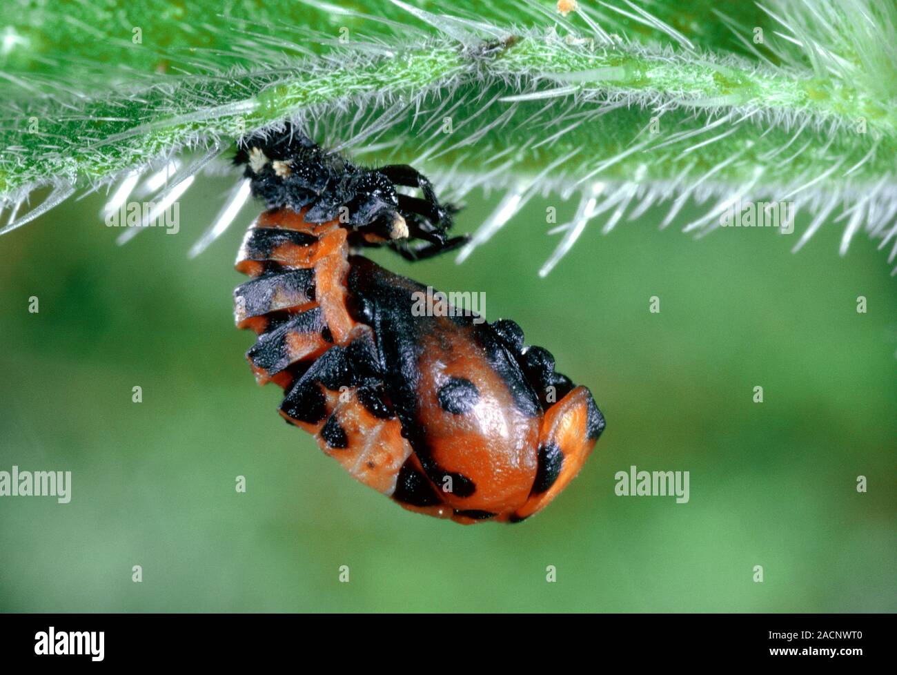 Ladybird pupa (Coccinella sp.). During this stage the ladybird is ...