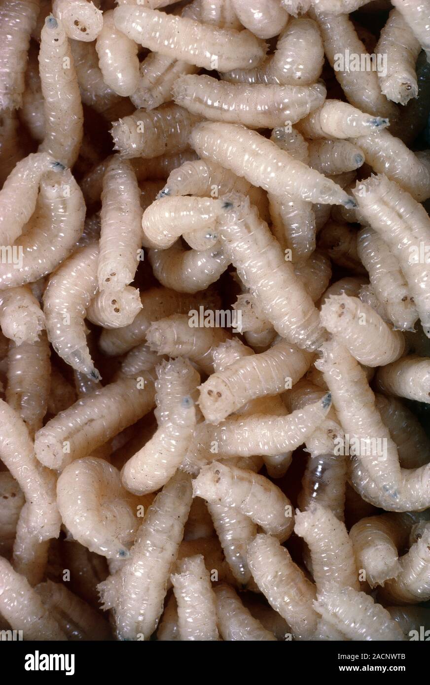 Blowfly (Calliphora sp.) maggots. This is the larval stage of the fly ...