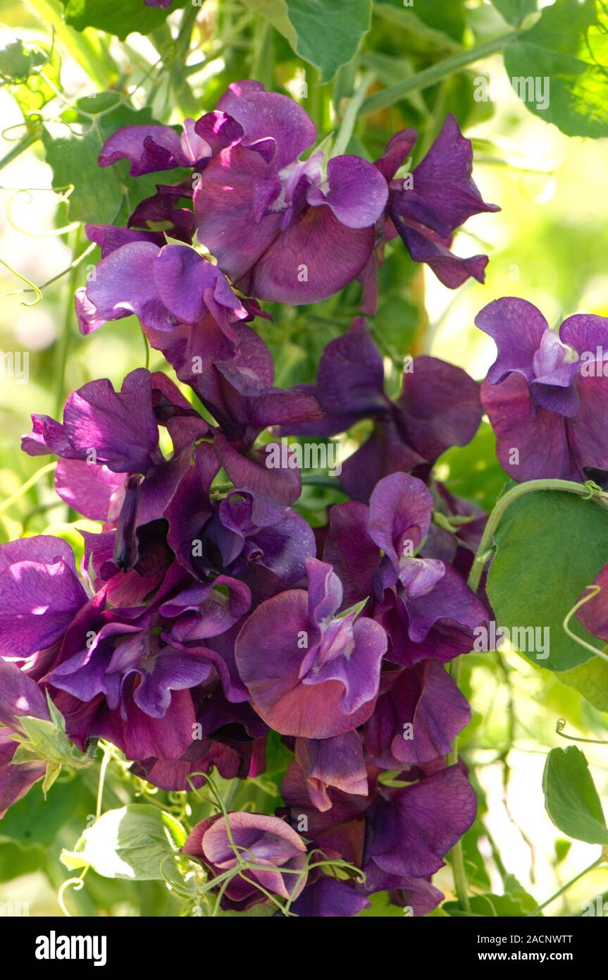 Sweet Pea (Lathyrus odoratus 'Blue Velvet') flowering in summer Stock ...