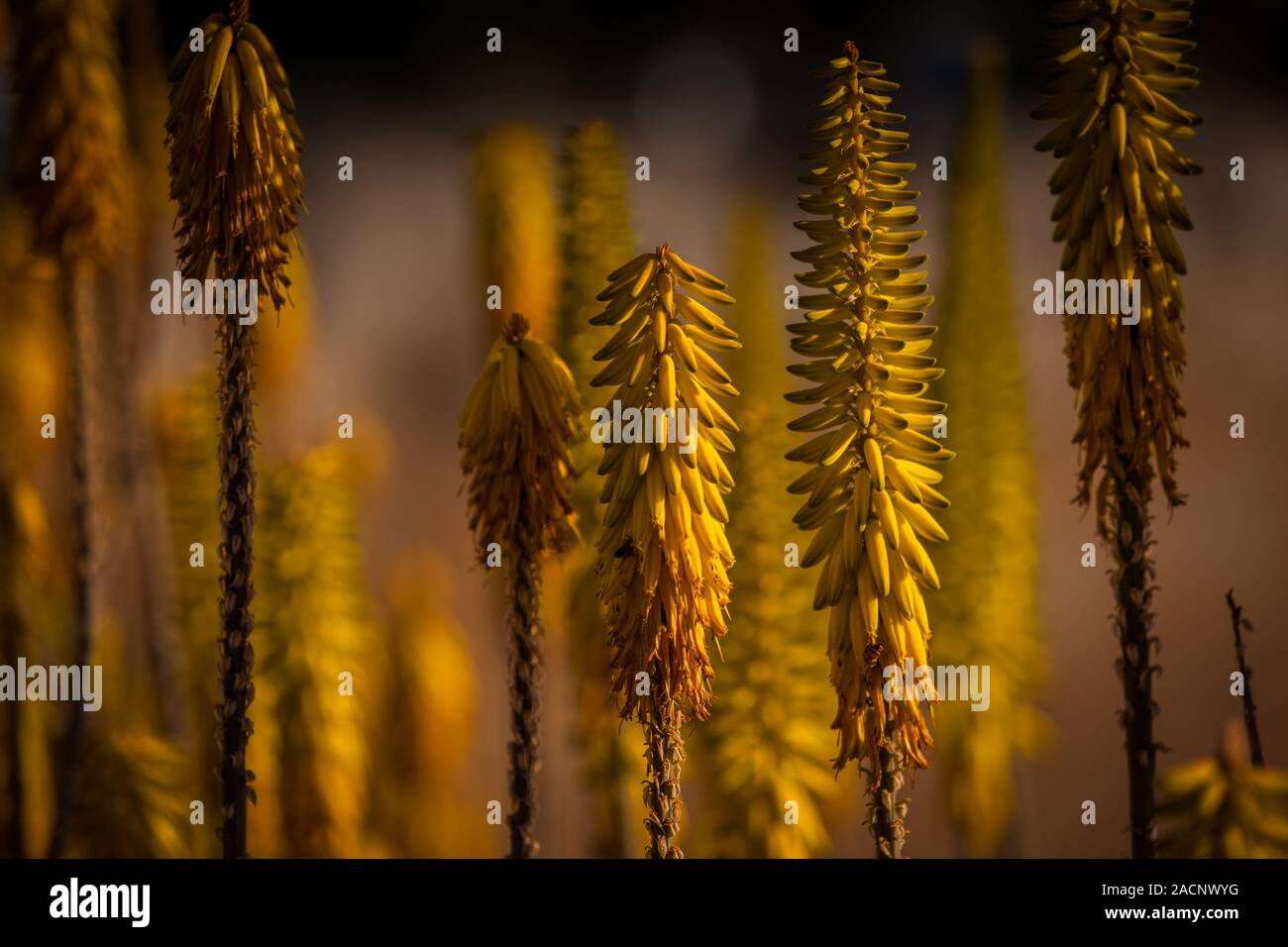 Blossom umbel hi-res stock photography and images - Alamy