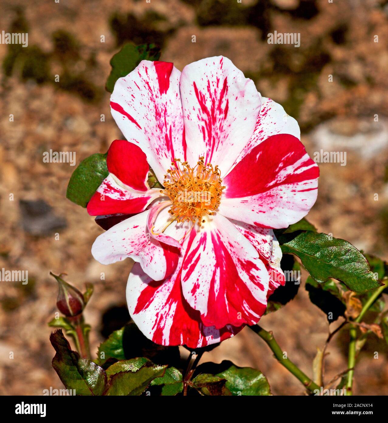 Rose (Rosa 'Arabesque') flowering in summer. This rose was introduced ...