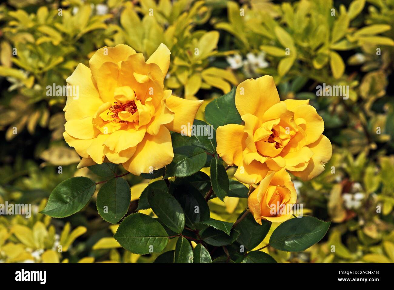 Rose (Rosa 'Casanova') flowering in summer Stock Photo - Alamy