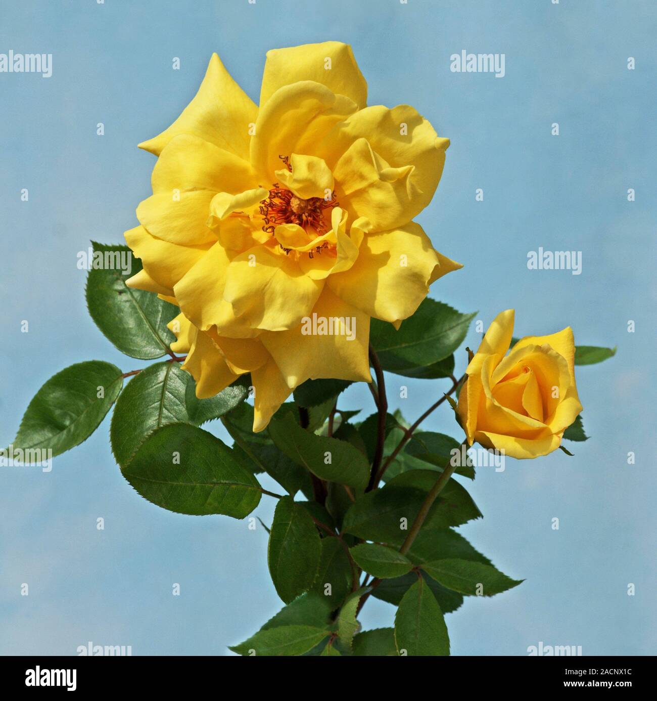 Rose (Rosa 'Casanova') flowering in summer Stock Photo - Alamy