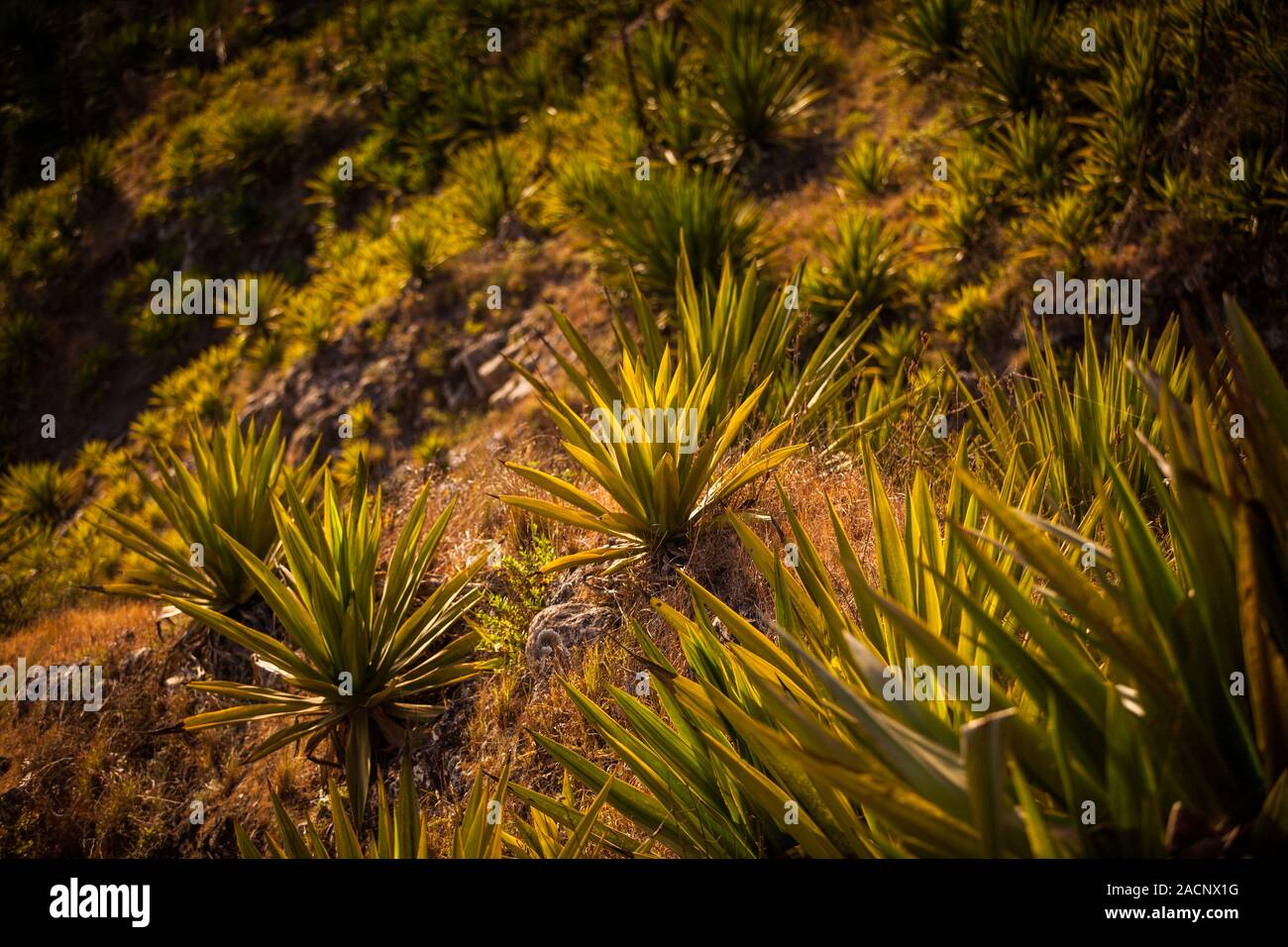 Pointy plants hi-res stock photography and images - Alamy