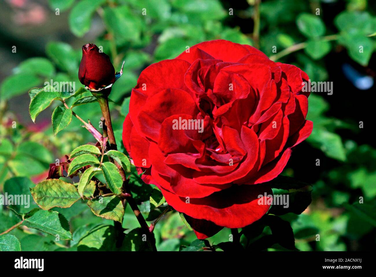 Hybrid Tea Rose (Rosa 'Edith Piaf') flowering in summer. This rose is ...