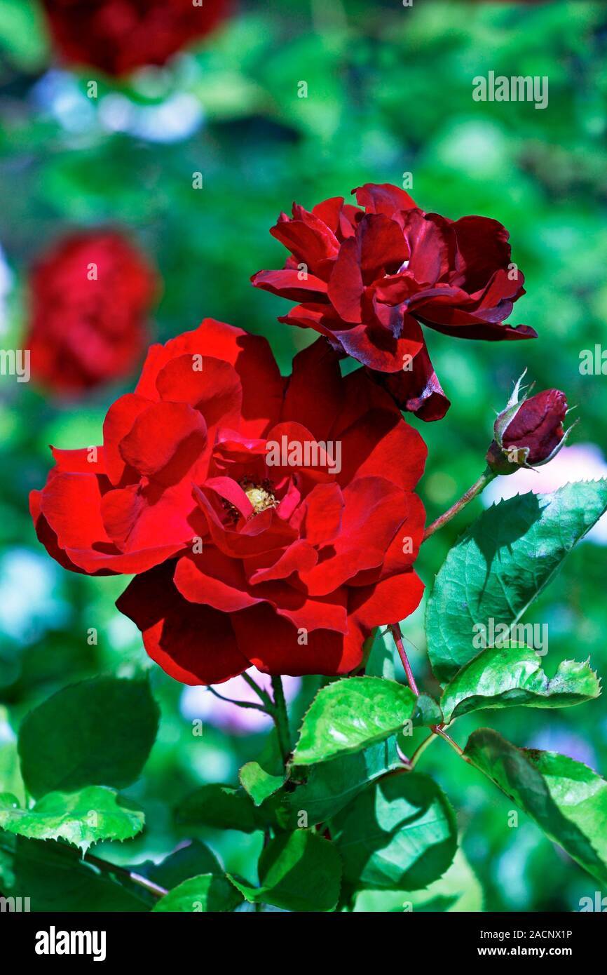 Rose (Rosa 'Lily Marlene') flowering in summer Stock Photo - Alamy