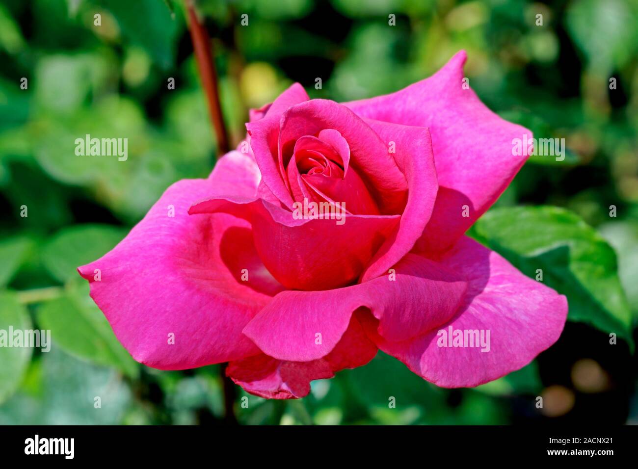Rose (Rosa 'Buxom Beauty') flowering in summer. This rose was ...