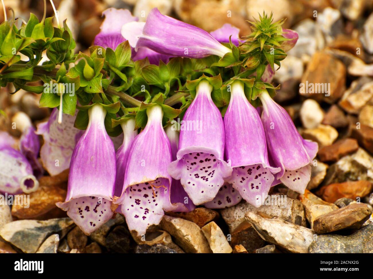 Foxglove (Digitalis purpurea) flowering in summer Stock Photo - Alamy