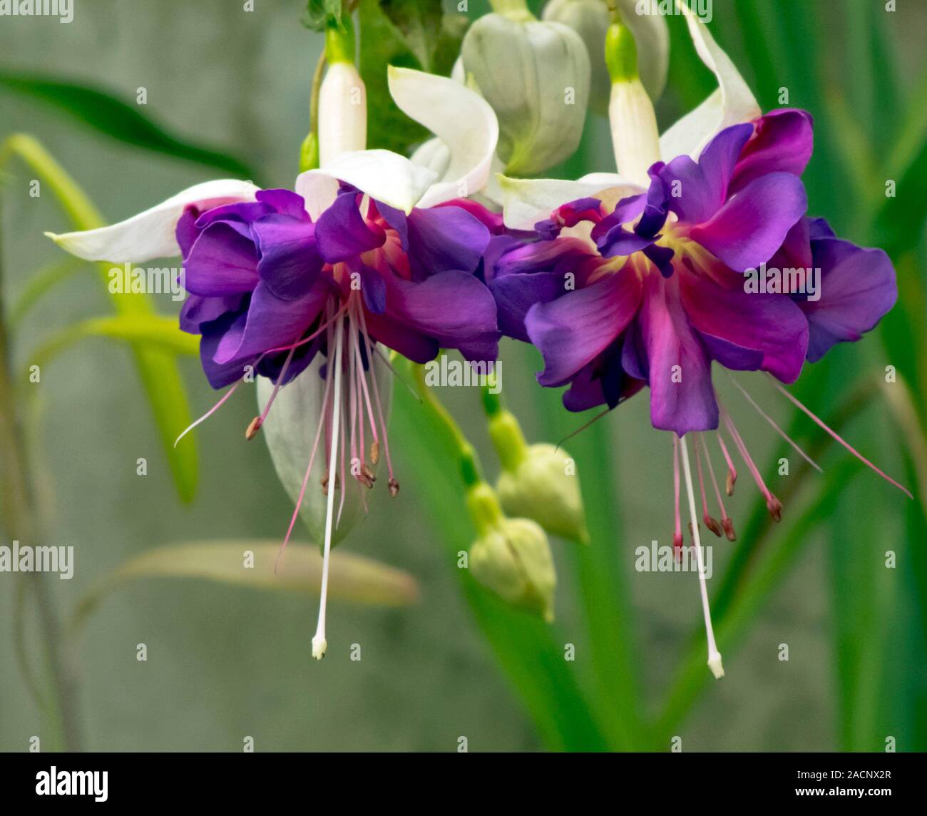 Fuchsia 'Deep Purple' flowering in summer Stock Photo - Alamy