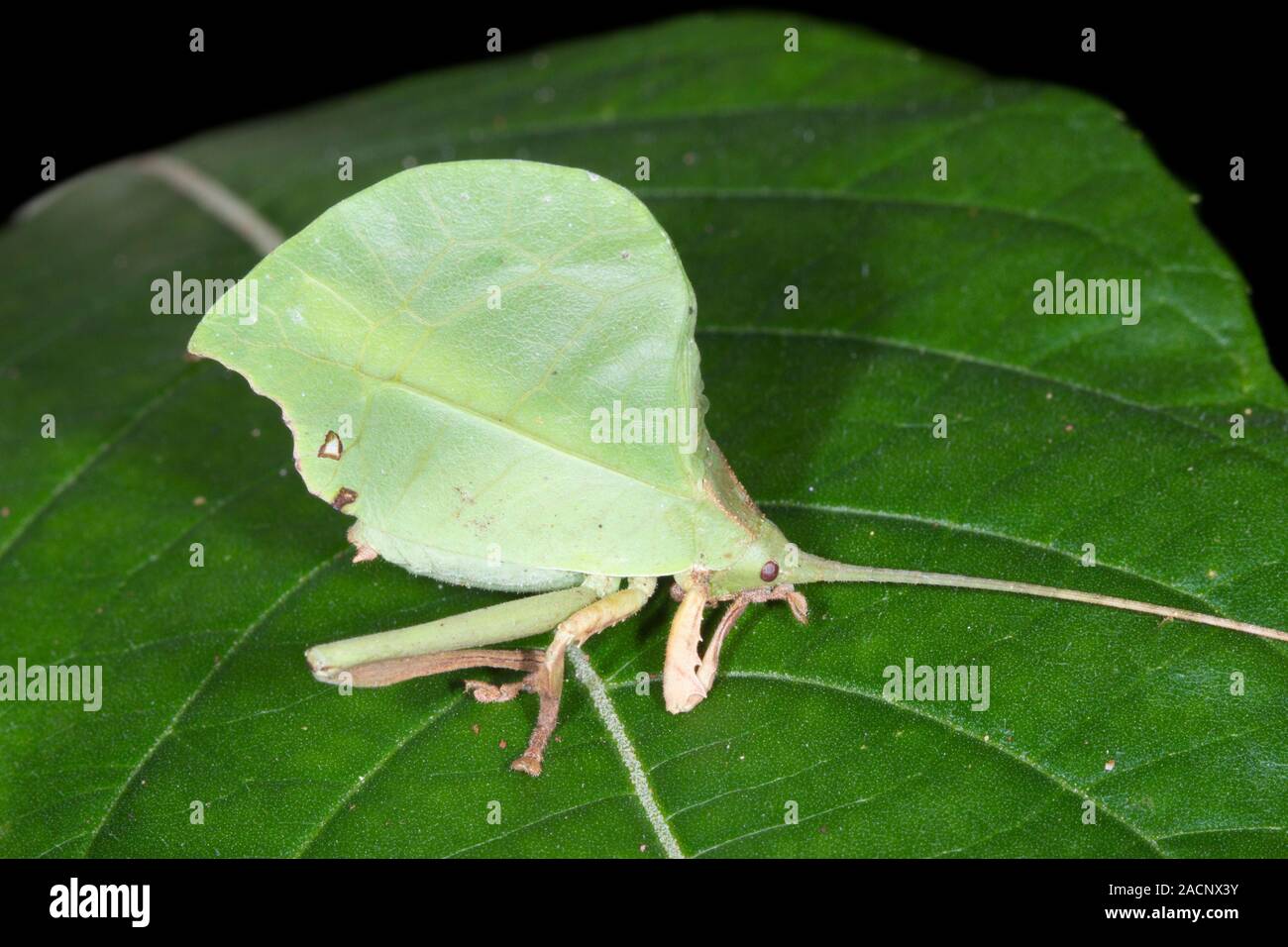 Leaf-mimic katydid. This type of mimicry, common among katydids (family ...