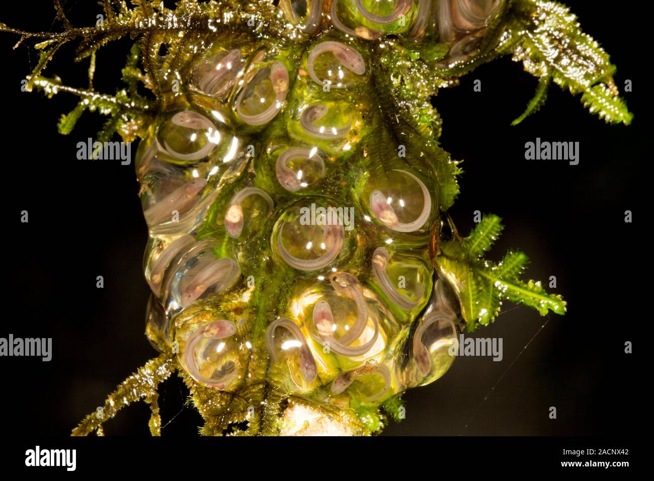 Frog eggs. Like all amphibians, frogs require water for their ...