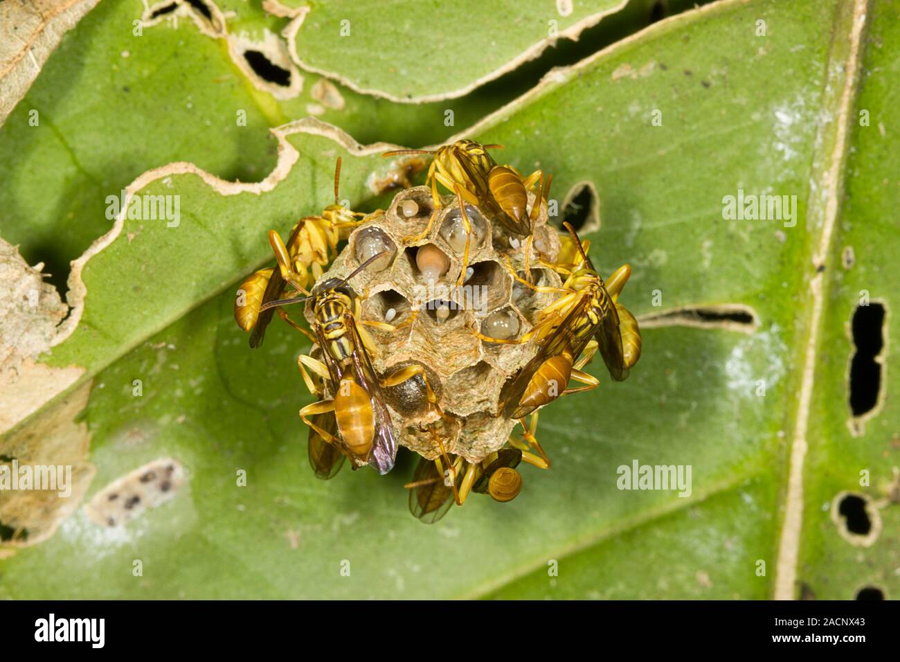 Wasp nest under a leaf, with eggs and larvae visible. Most wasp nests ...