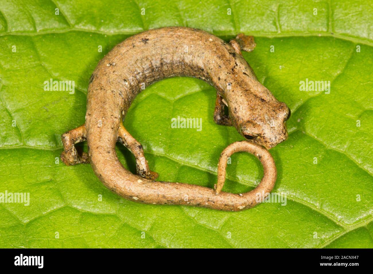 Lungless salamander. Salamanders are a type of amphibian. The lungless ...