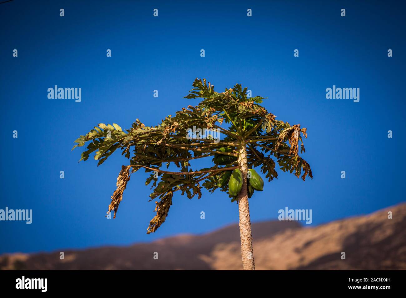 Cape fig hi-res stock photography and images - Alamy