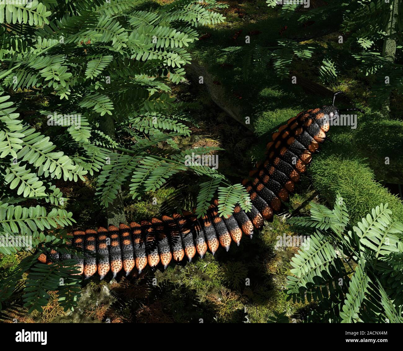 Prehistoric millipede. Computer artwork of an Arthropleura sp. myriapod ...