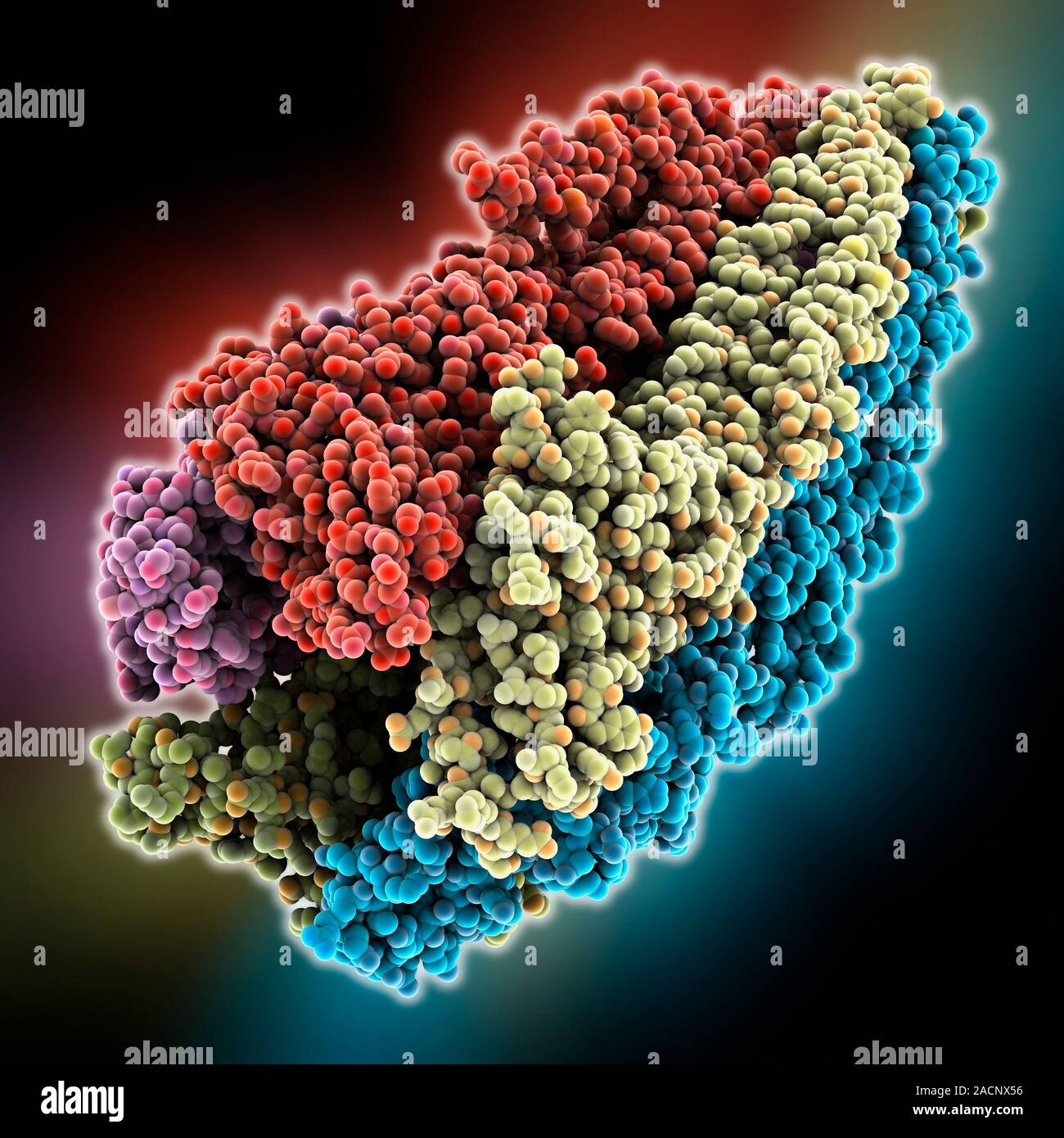 Acetylcholine receptor. Molecular model showing the structure of a ...