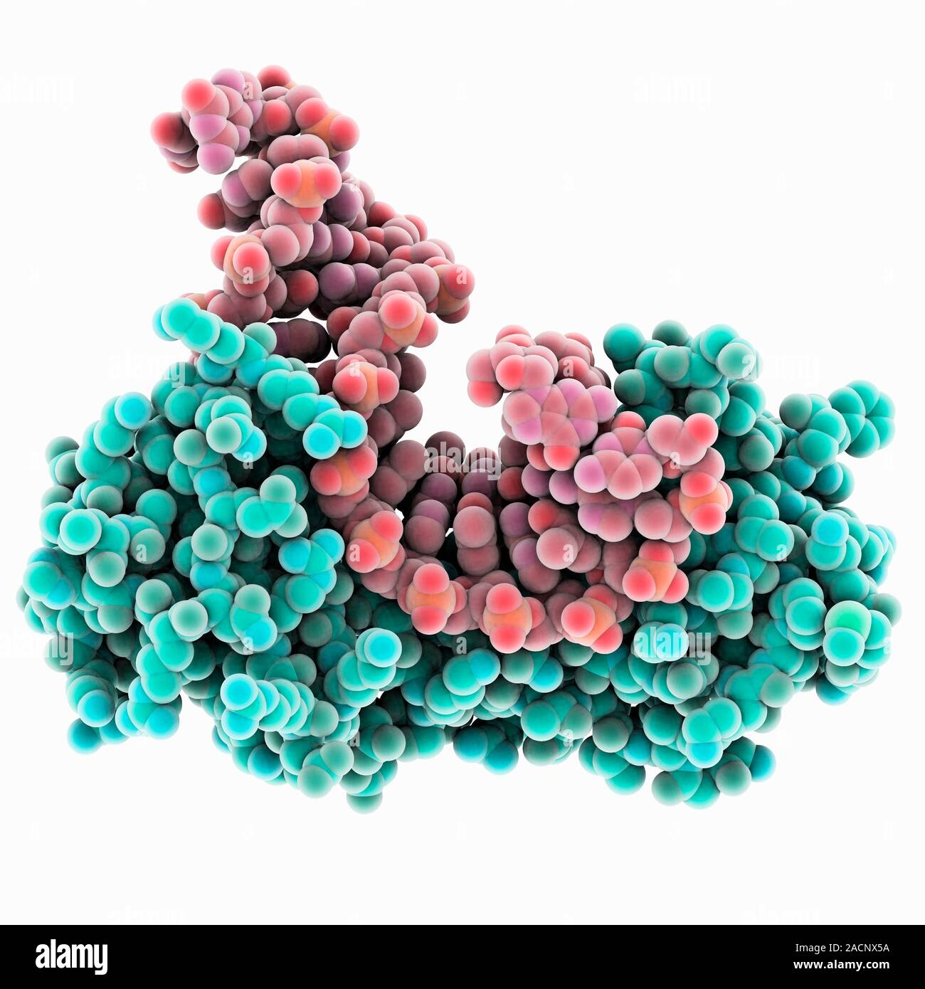 TATA box-binding protein complex. Molecular model showing a TATA box ...