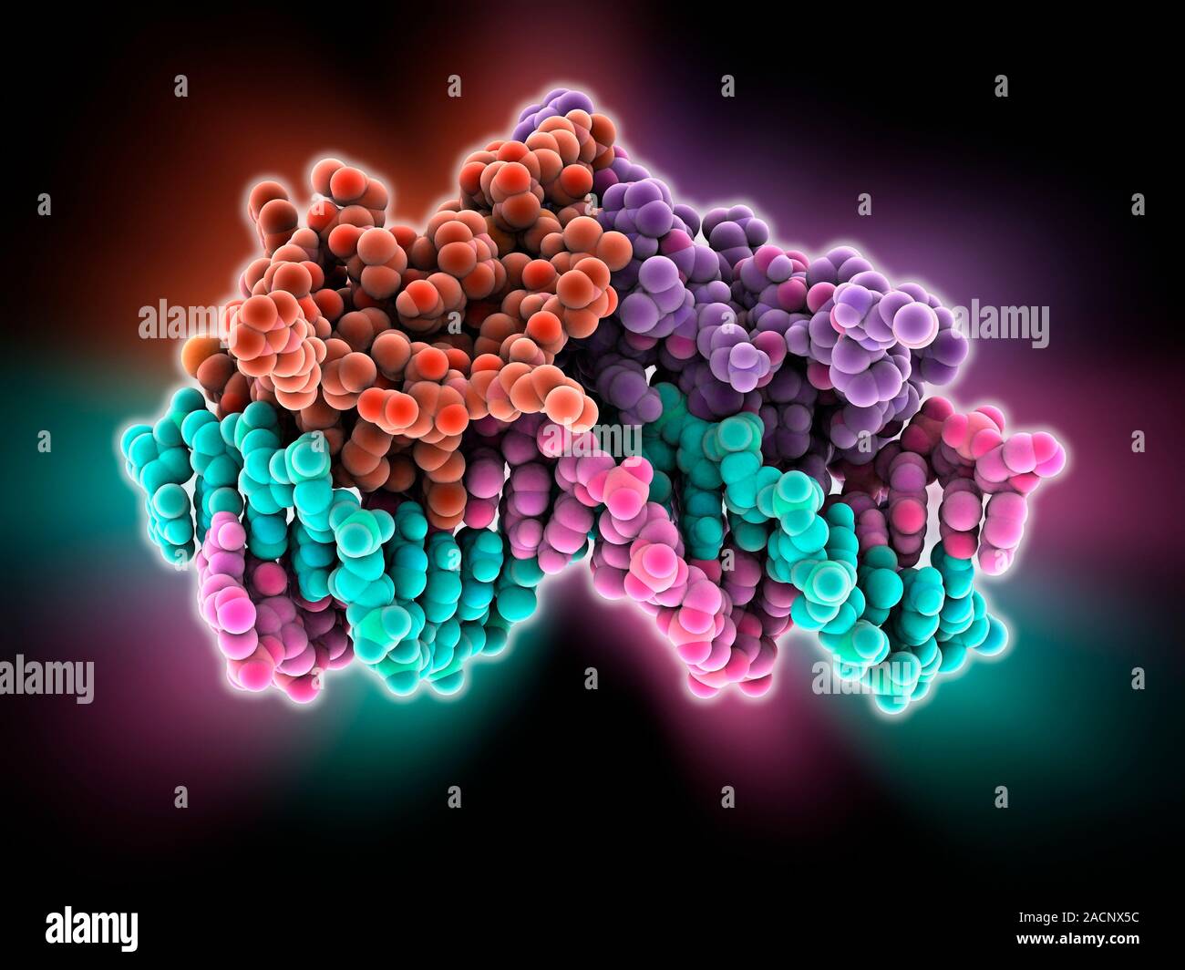 Transcription factor and DNA molecule. Molecular model of ...