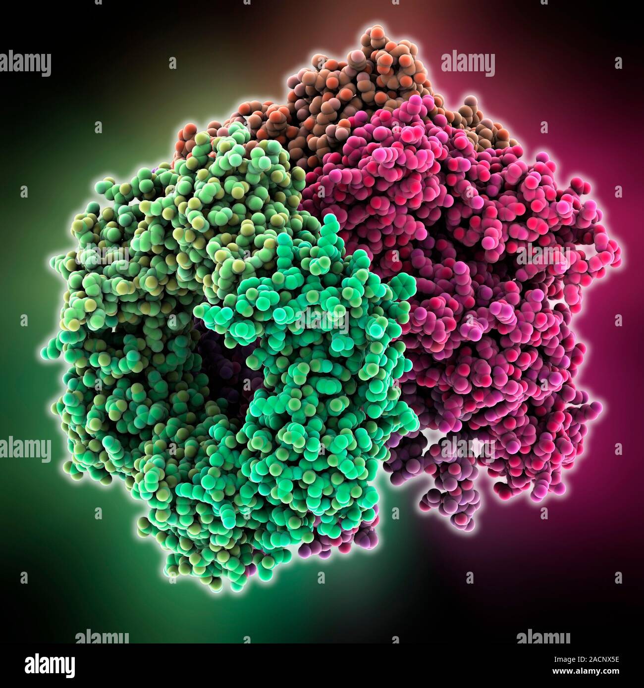 Proliferating cell nuclear antigen molecule. Molecular model of human ...