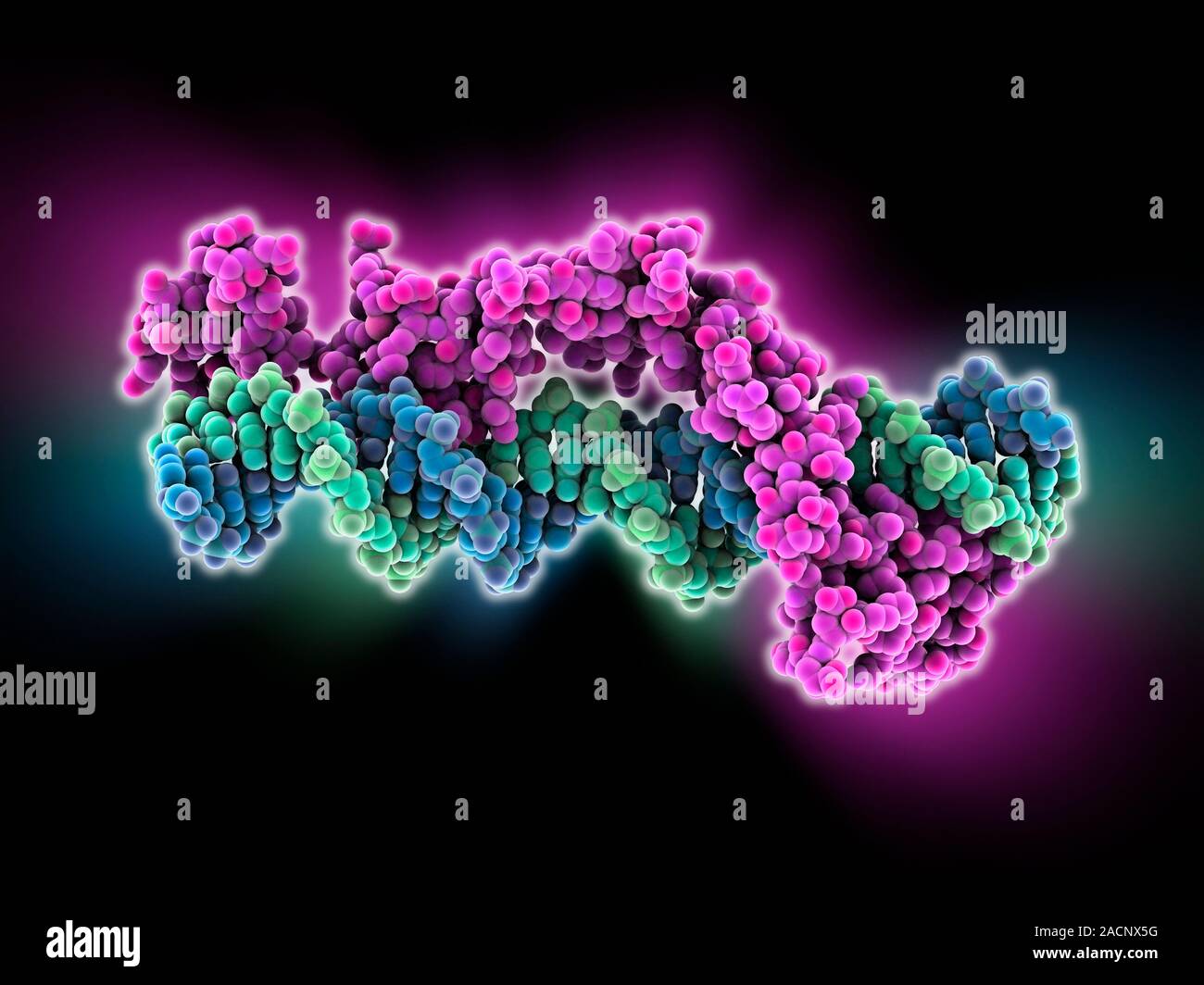 Transcription factor and ribosomal RNA (rRNA). Molecular model showing ...