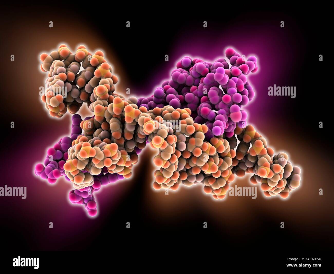 Transcription factor and ribosomal RNA (rRNA). Molecular model showing ...