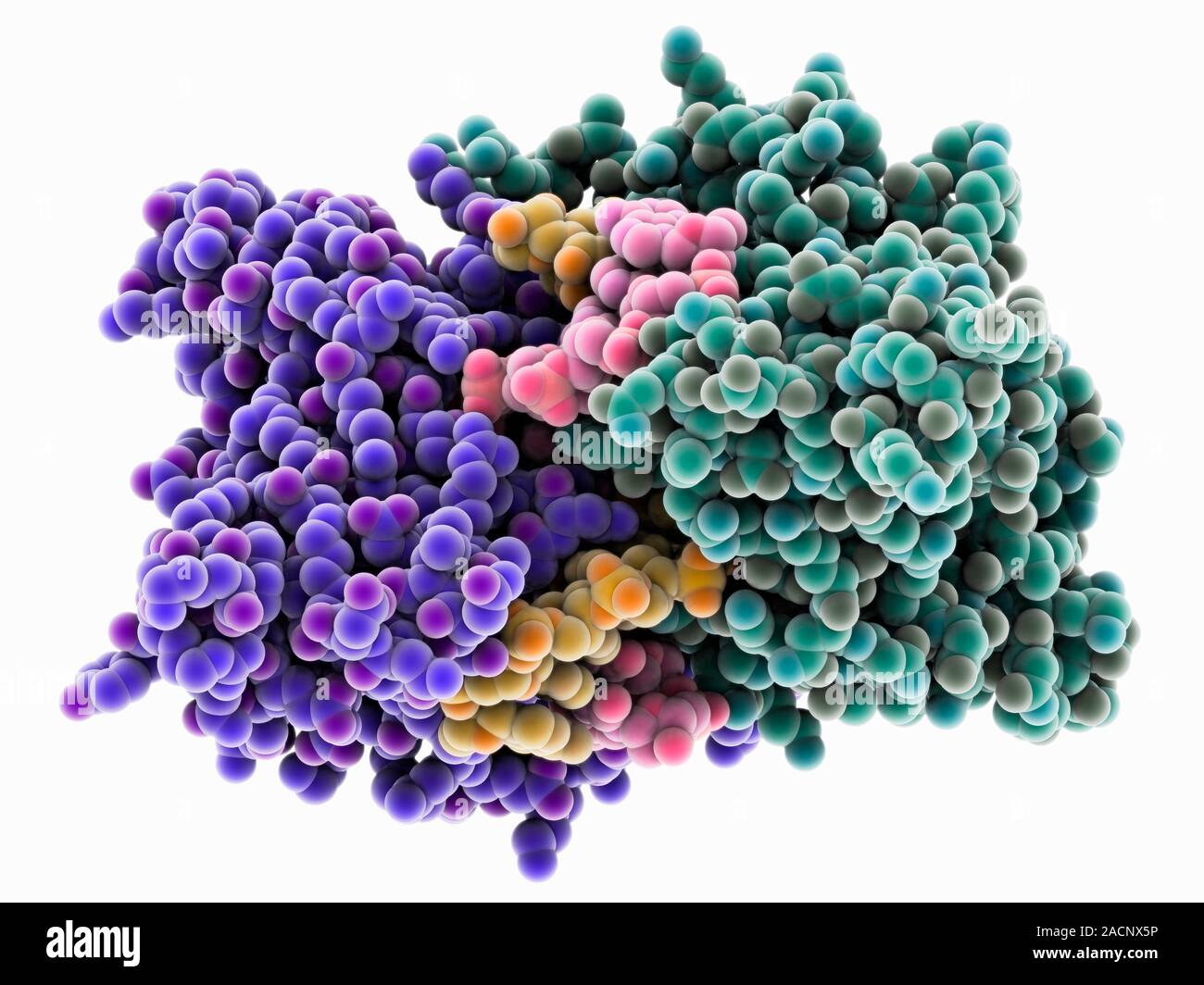 Ecorv Restriction Enzyme Molecular Model Of The Type Ii Restriction