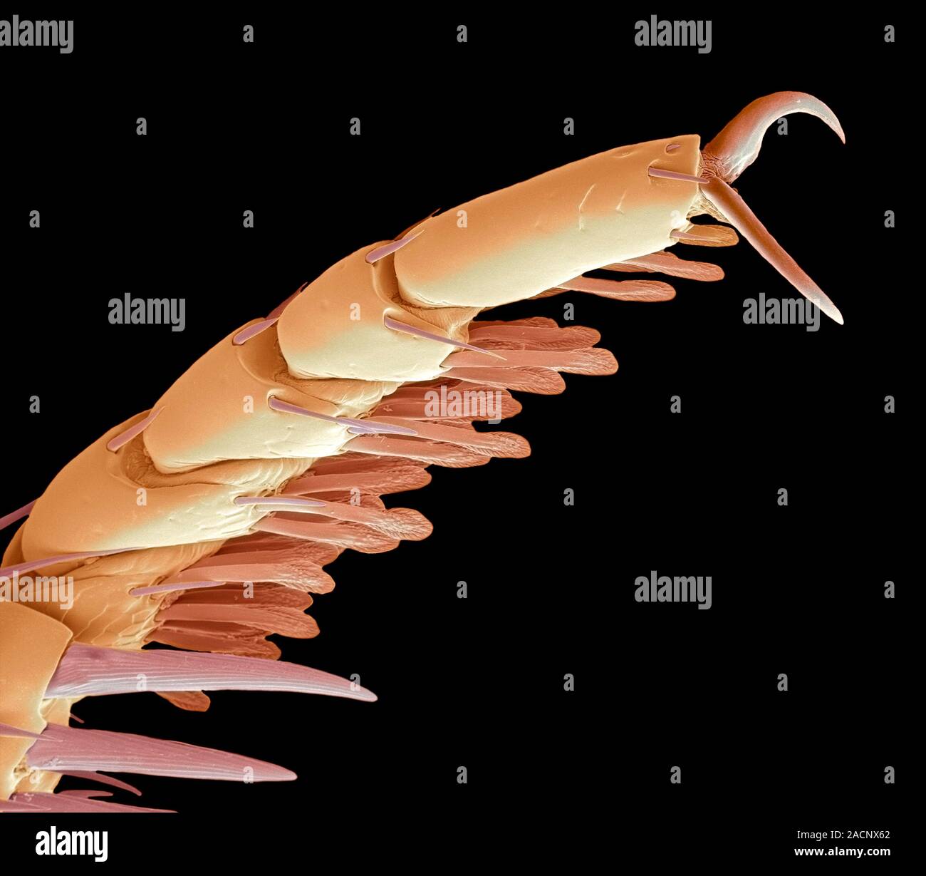 Beaver beetle leg. Coloured scanning electron micrograph (SEM) of a ...