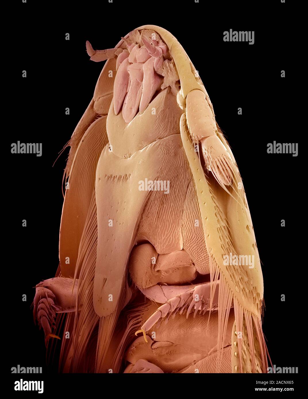 Beaver beetle head. Coloured scanning electron micrograph (SEM) showing ...
