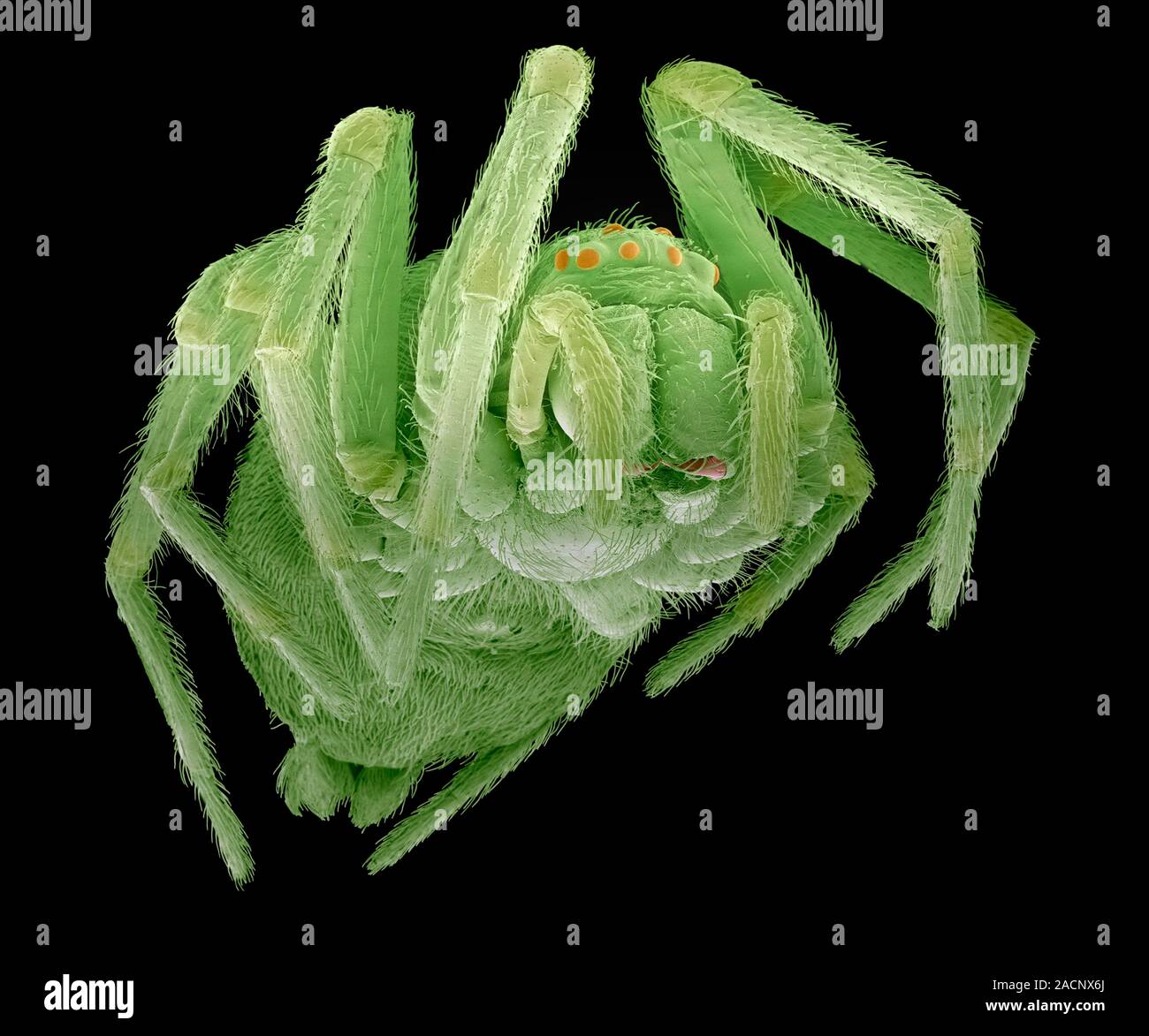 Spider. Coloured scanning electron micrograph (SEM) of a Nigma ...