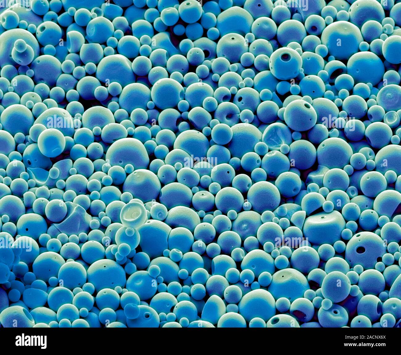 PLGA microspheres, coloured scanning electron micrograph (SEM). PLGA ...