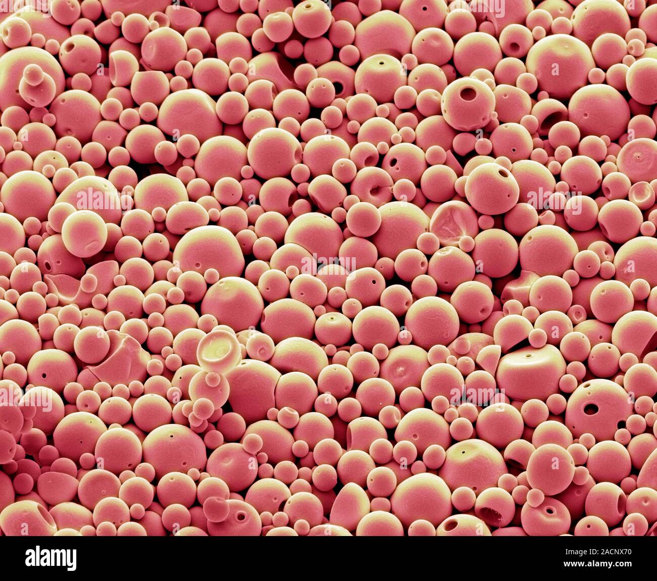 PLGA microspheres, coloured scanning electron micrograph (SEM). PLGA ...
