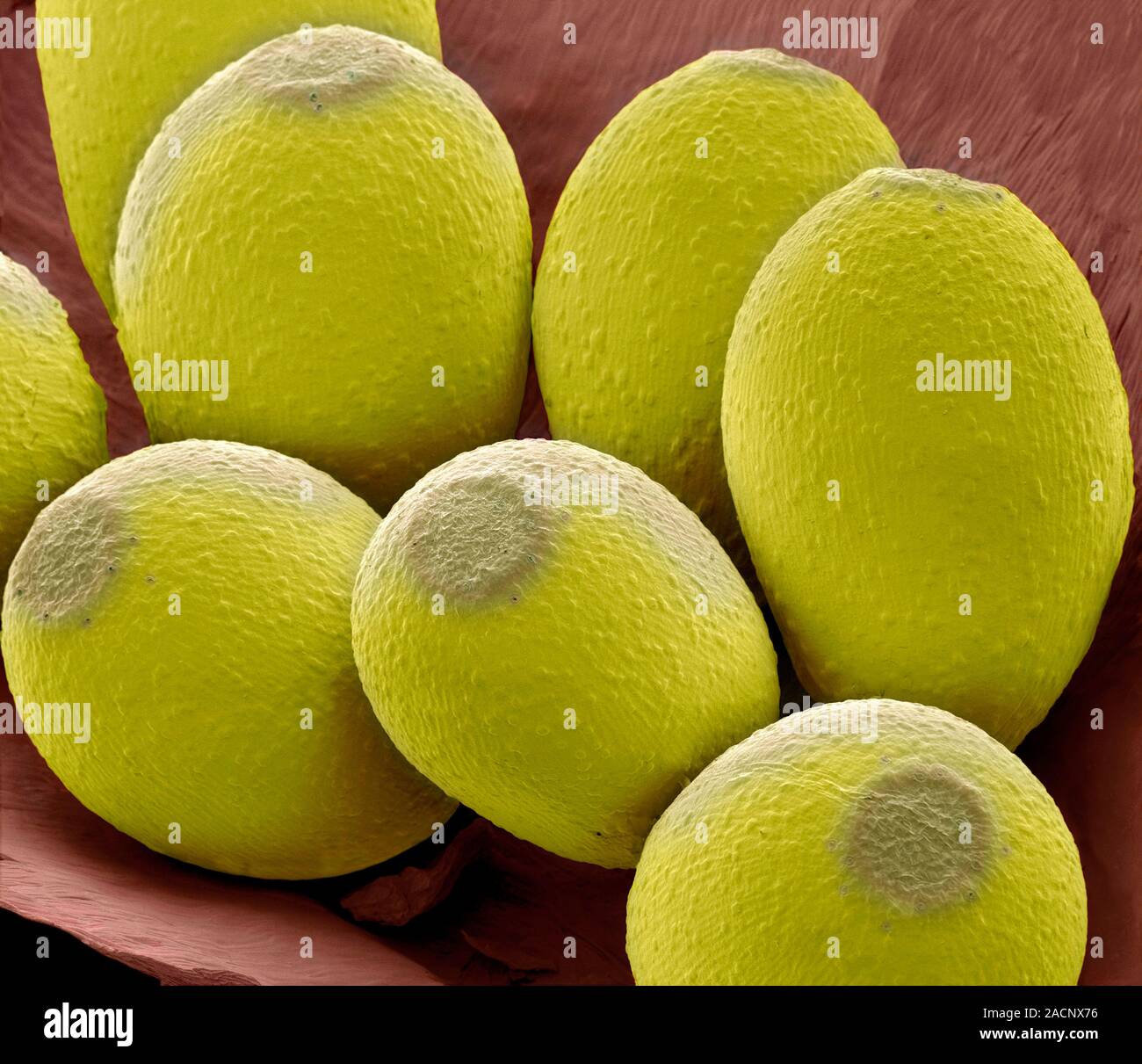 Viola sp. Seeds. Coloured scanning electron micrograph (SEM) of seeds ...