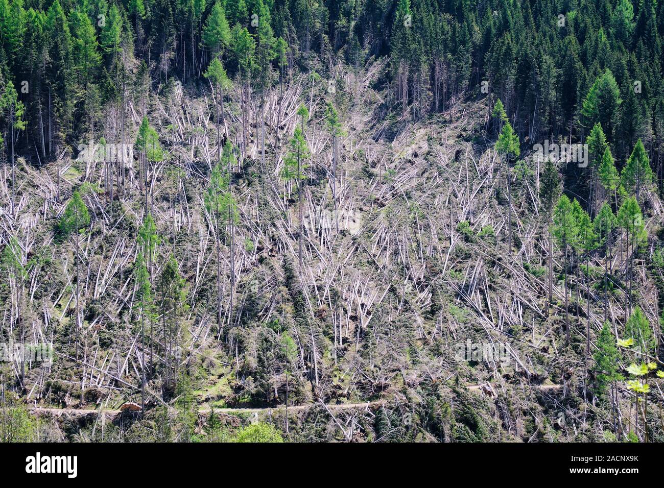 Forest Destroyed High Resolution Stock Photography and Images - Alamy